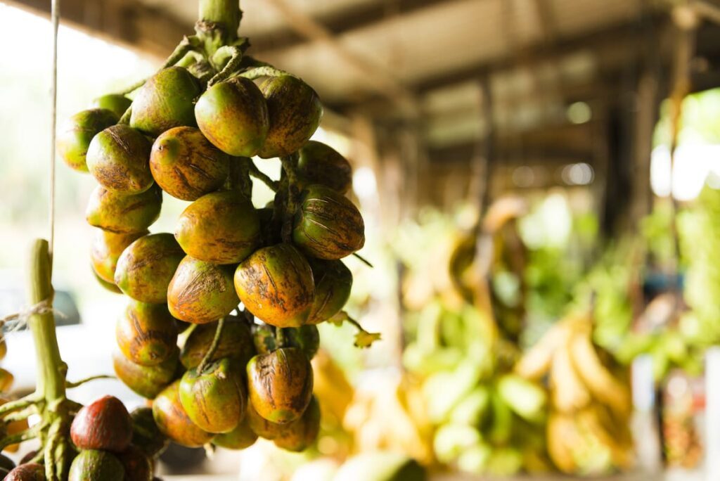 Pejibaye: más que una “boca”