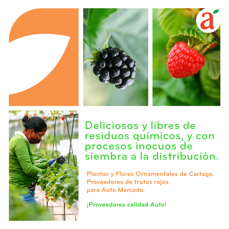 Plantas y flores ornamentales de Cártago | Auto Mercado